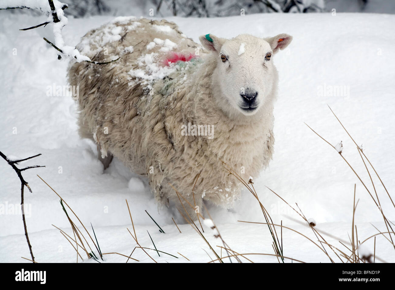 Solitary sheep in deep snow Stock Photo - Alamy