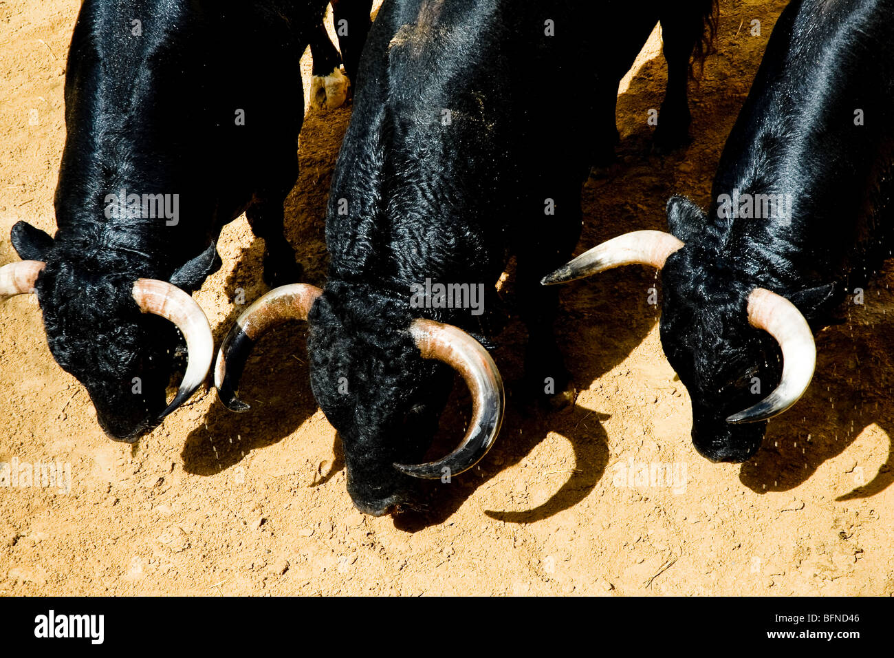 Fighting bulls in the corral behind the bull fighting arena in the ...