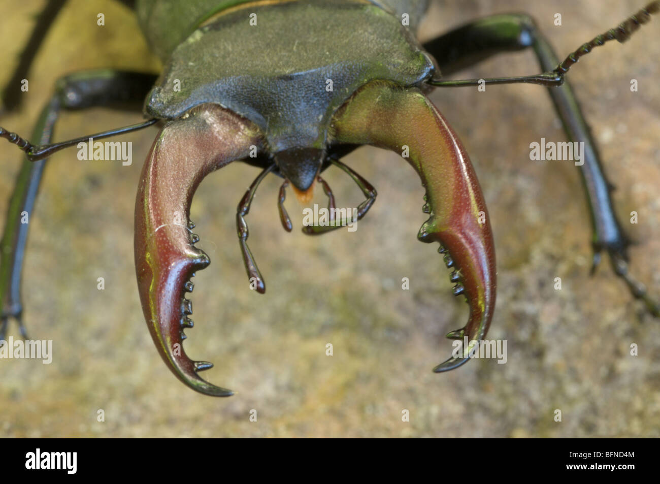 Lucanus cervus stag beetle hi-res stock photography and images - Alamy