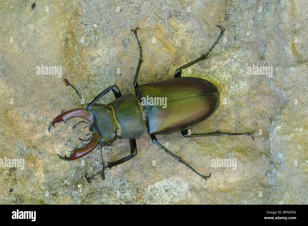 Stag beetle uk hi-res stock photography and images - Alamy