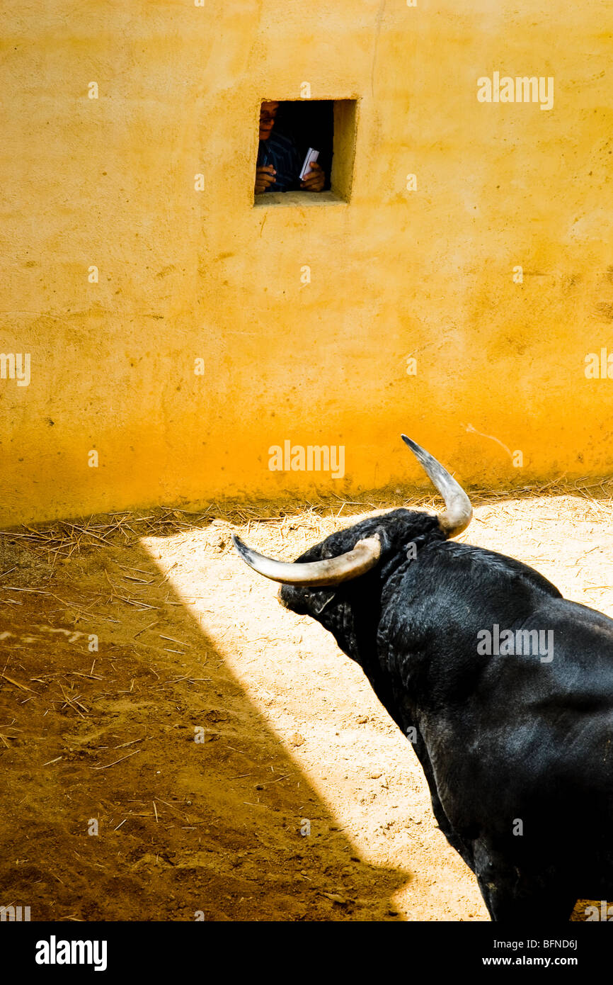 A fighting bull in the corral behind the bull fighting arena in the ...