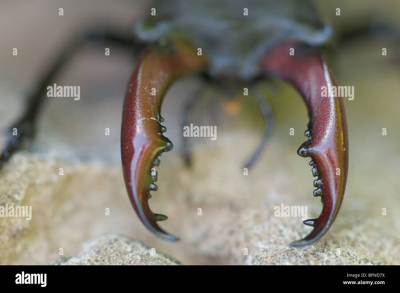 Lucanus cervus stag beetle hi-res stock photography and images - Alamy