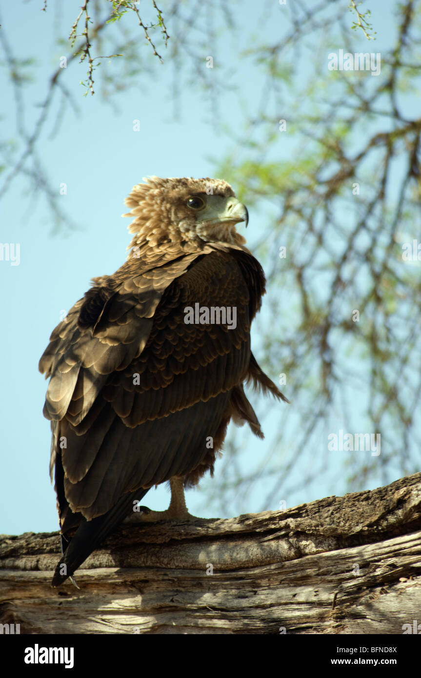 Snake Eagle African Bird Full Body Shot Stock Photo - Alamy