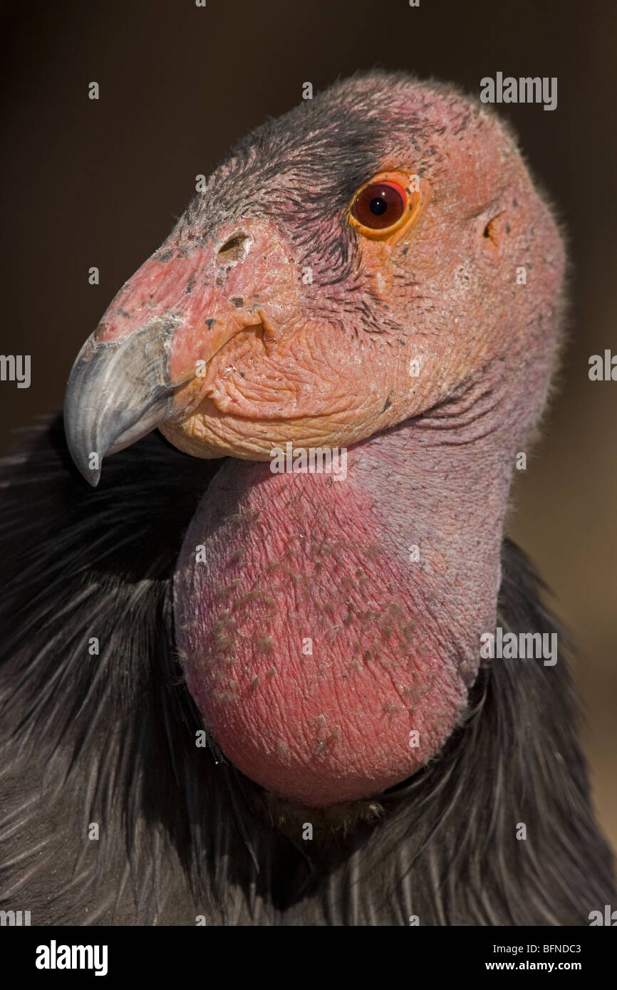 California condor head hi-res stock photography and images - Alamy