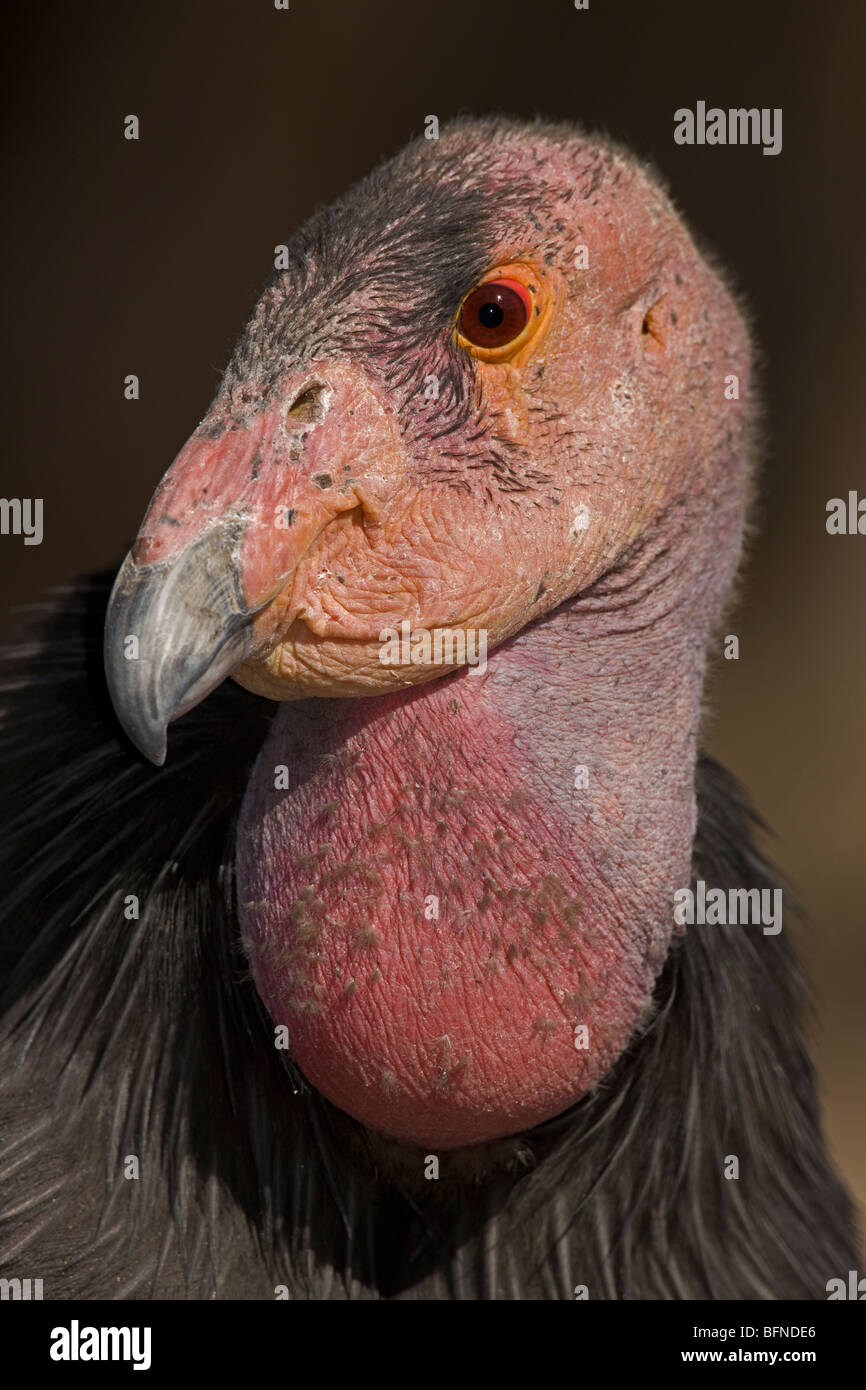 California Condor Head High Resolution Stock Photography and Images - Alamy