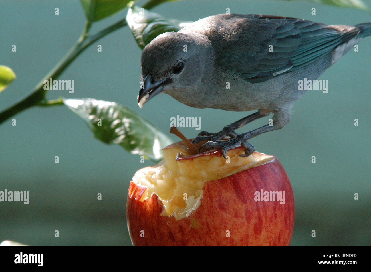 Brazilian bird hi-res stock photography and images - Alamy