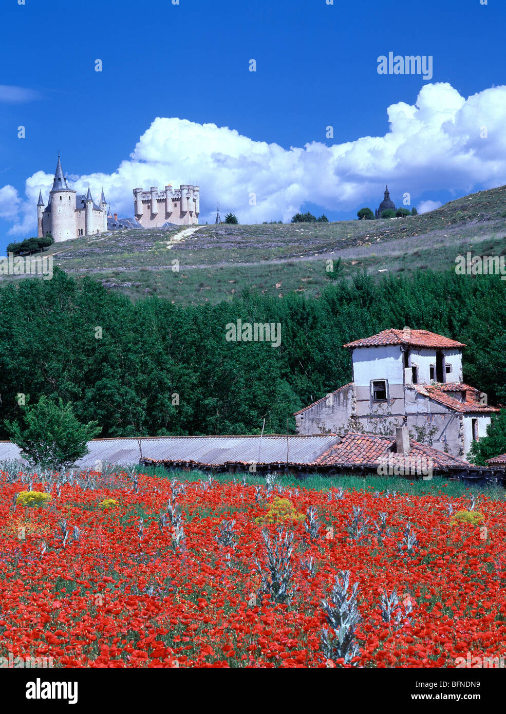 Segovia Castle and poppy field, Segovia, Spain Stock Photo - Alamy