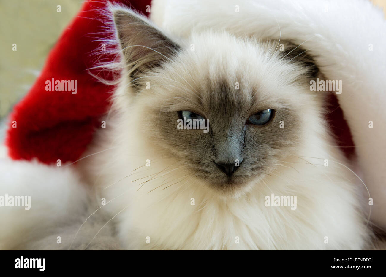 Christmas ragdoll cat hi-res stock photography and images - Alamy