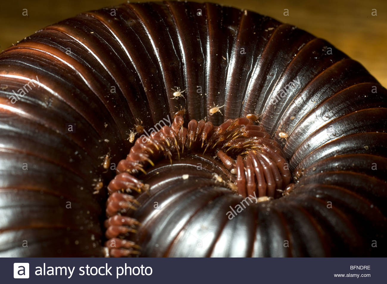 Giant African Millipede Stock Photos & Giant African Millipede Stock ...