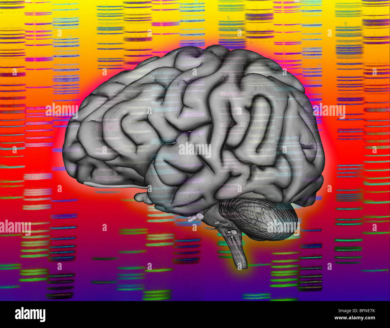 Human brain superimposed over a DNA sequencing gel Stock Photo - Alamy
