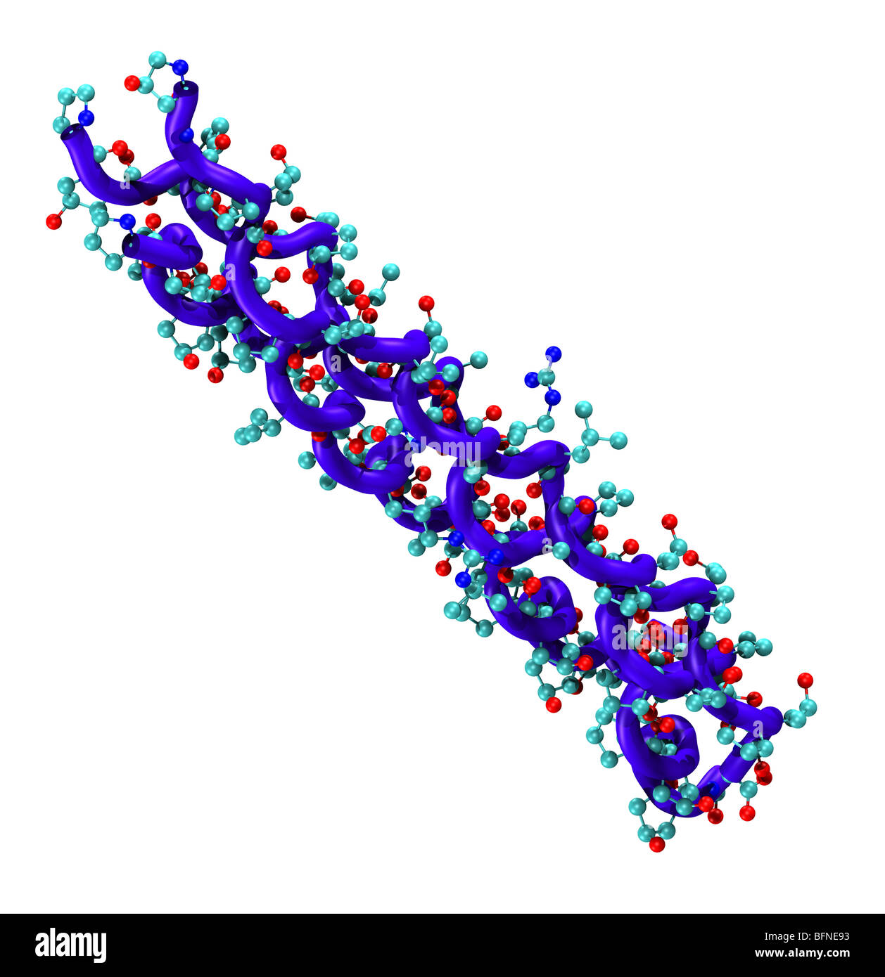 Collagen connective tissue Cut Out Stock Images & Pictures - Alamy