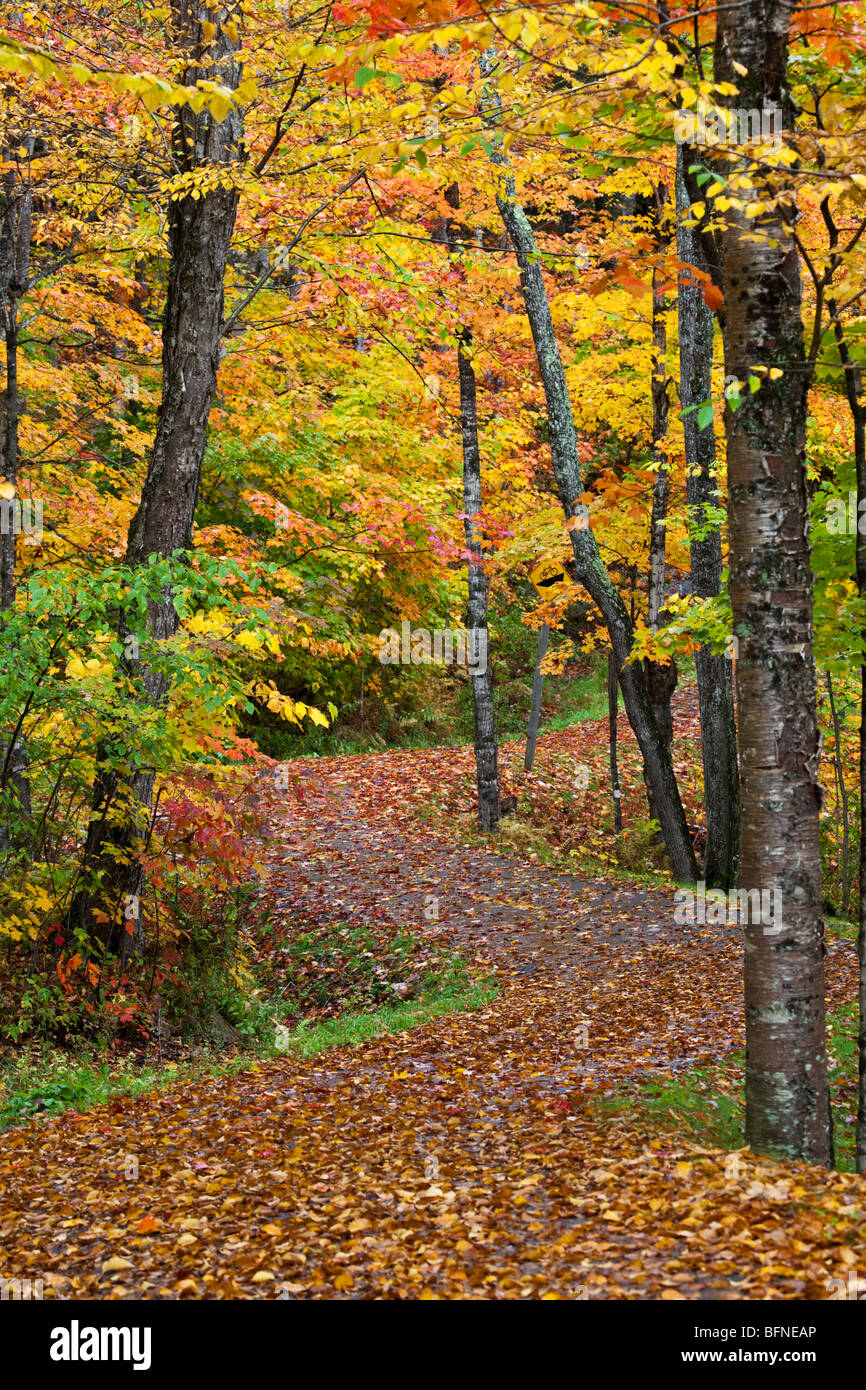 Indian forest scenes hi-res stock photography and images - Alamy