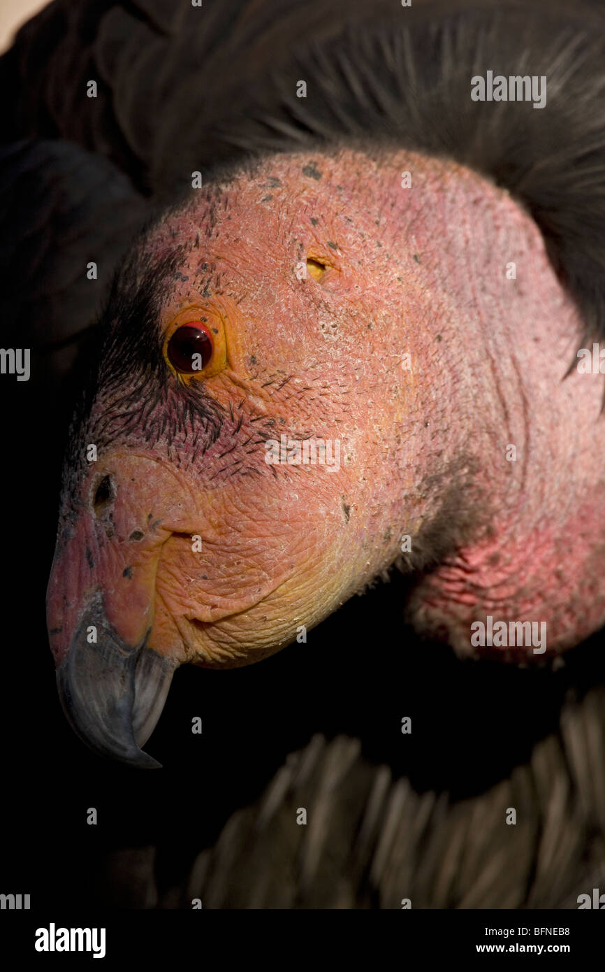 Condor Head High Resolution Stock Photography and Images - Alamy