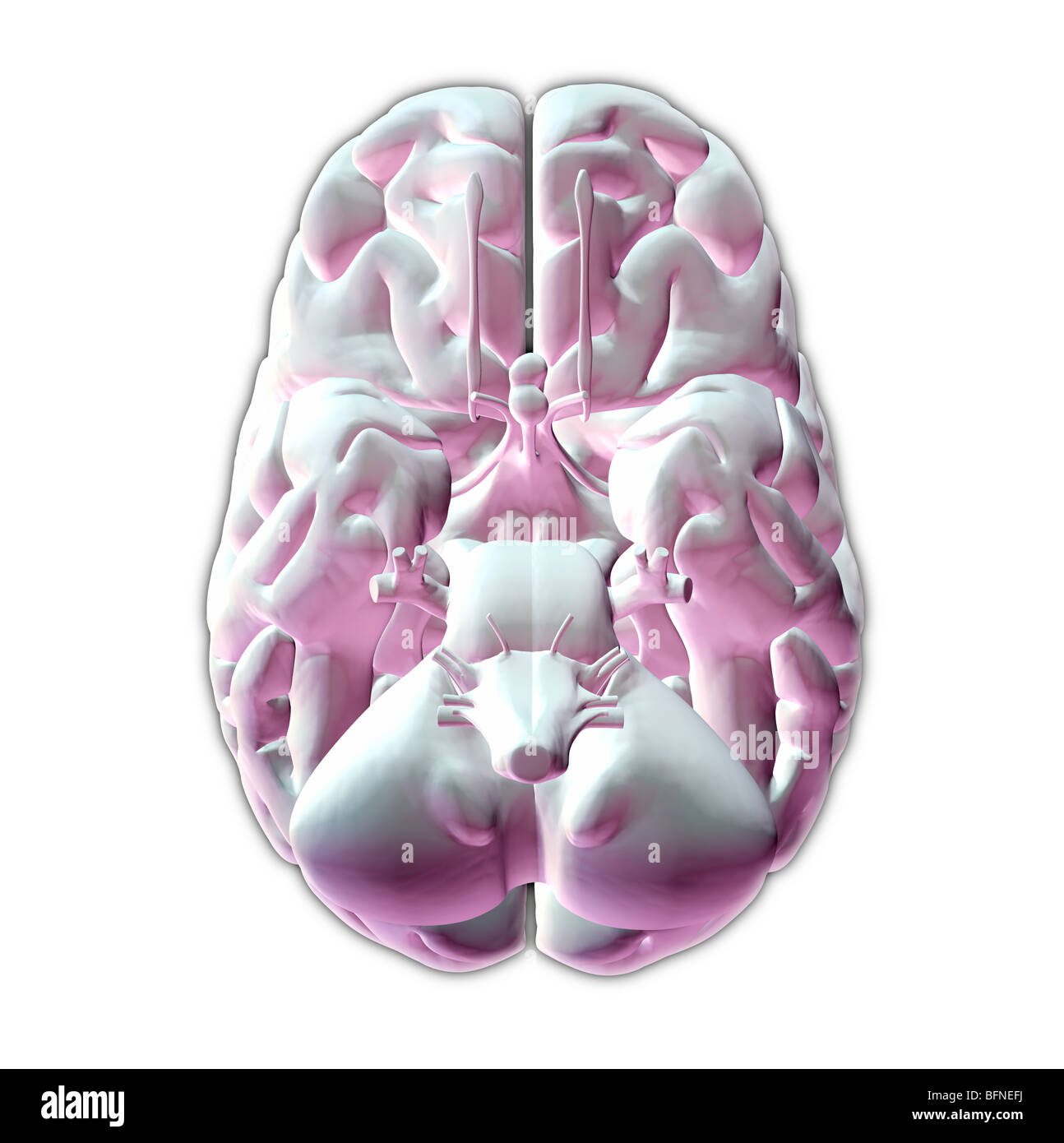Illustration of the underside of the human brain Stock Photo - Alamy