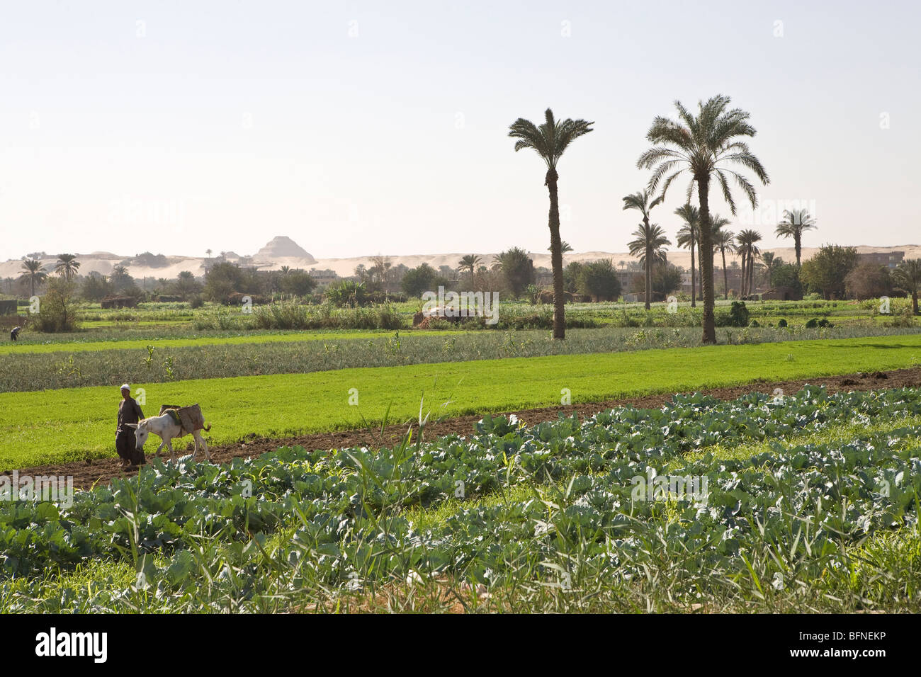 Historic food pyramid hi-res stock photography and images - Alamy