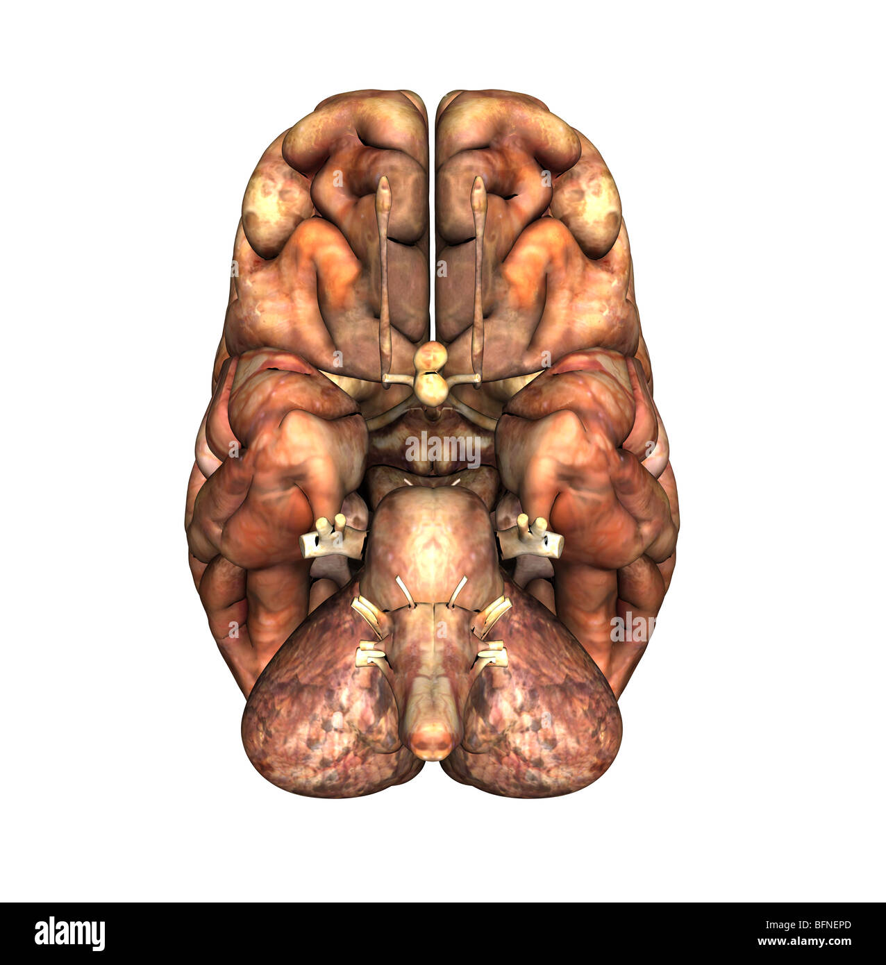 Illustration of the underside of the human brain Stock Photo - Alamy