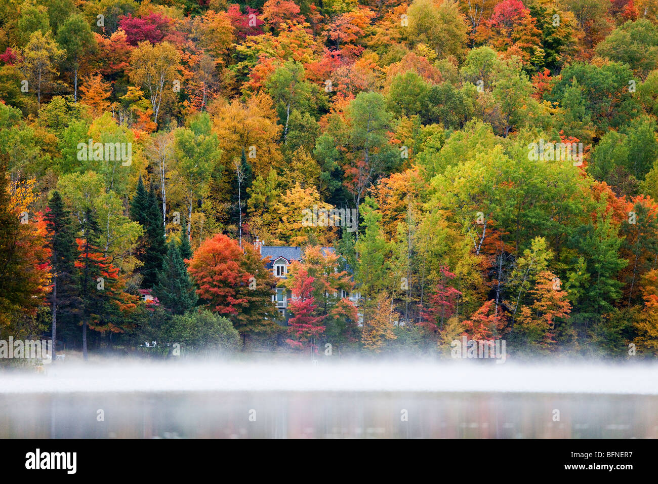 Canada forest hi-res stock photography and images - Alamy