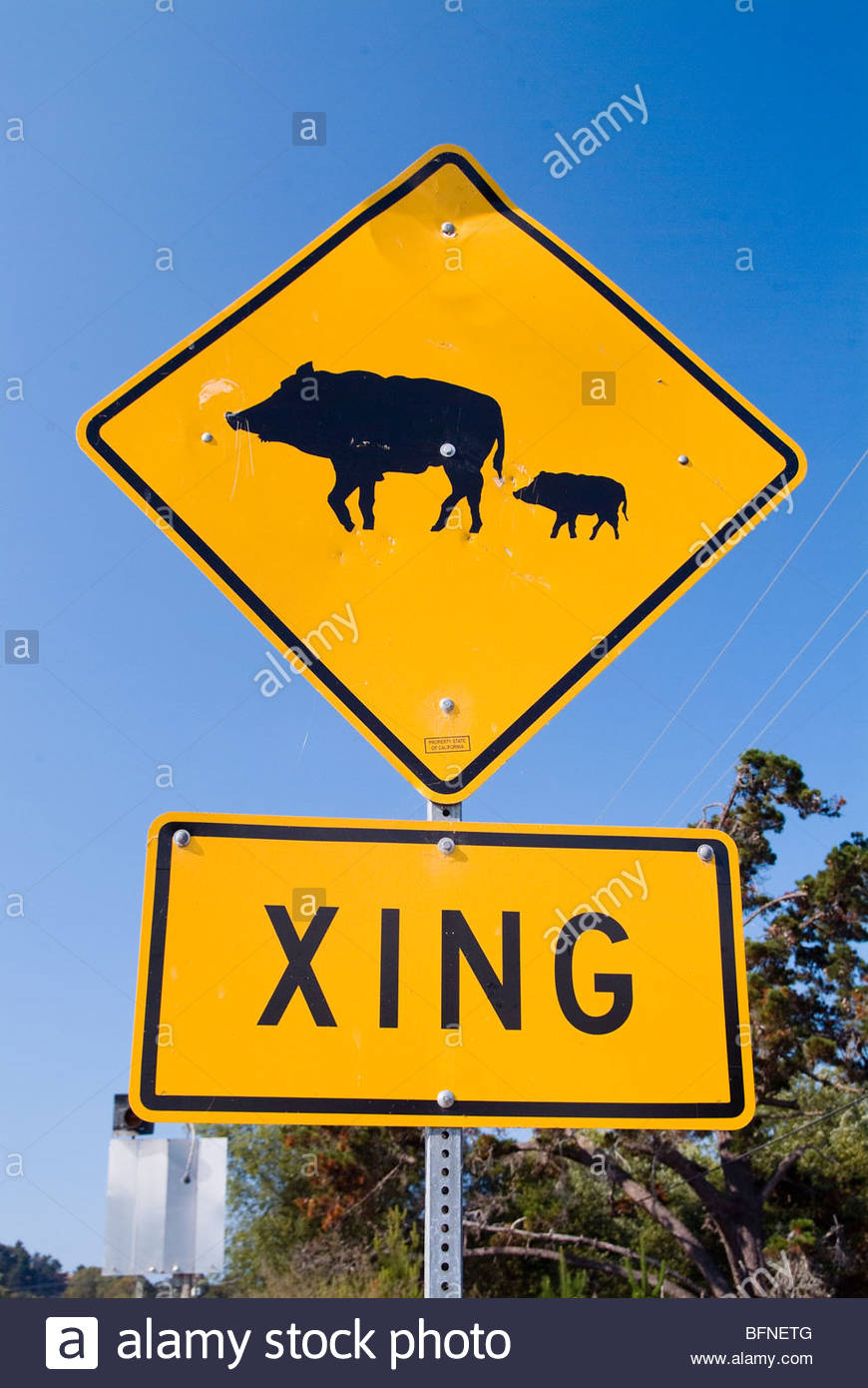 Pig Graphics High Resolution Stock Photography and Images - Alamy