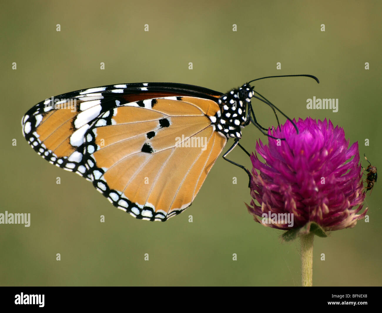 Black spots on thorax hi-res stock photography and images - Alamy