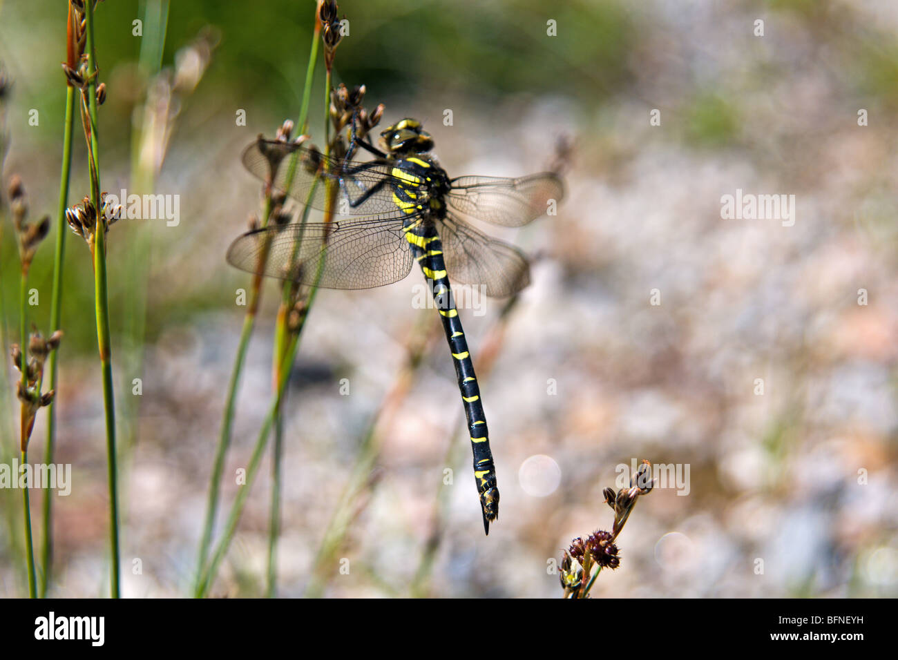 Gold ringed dragonfly hi-res stock photography and images - Alamy