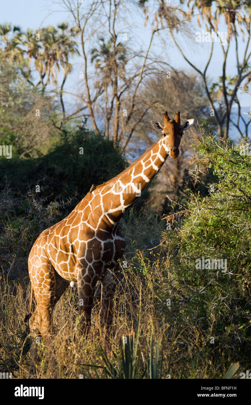 Giraffe in the Bush Stock Photo - Alamy