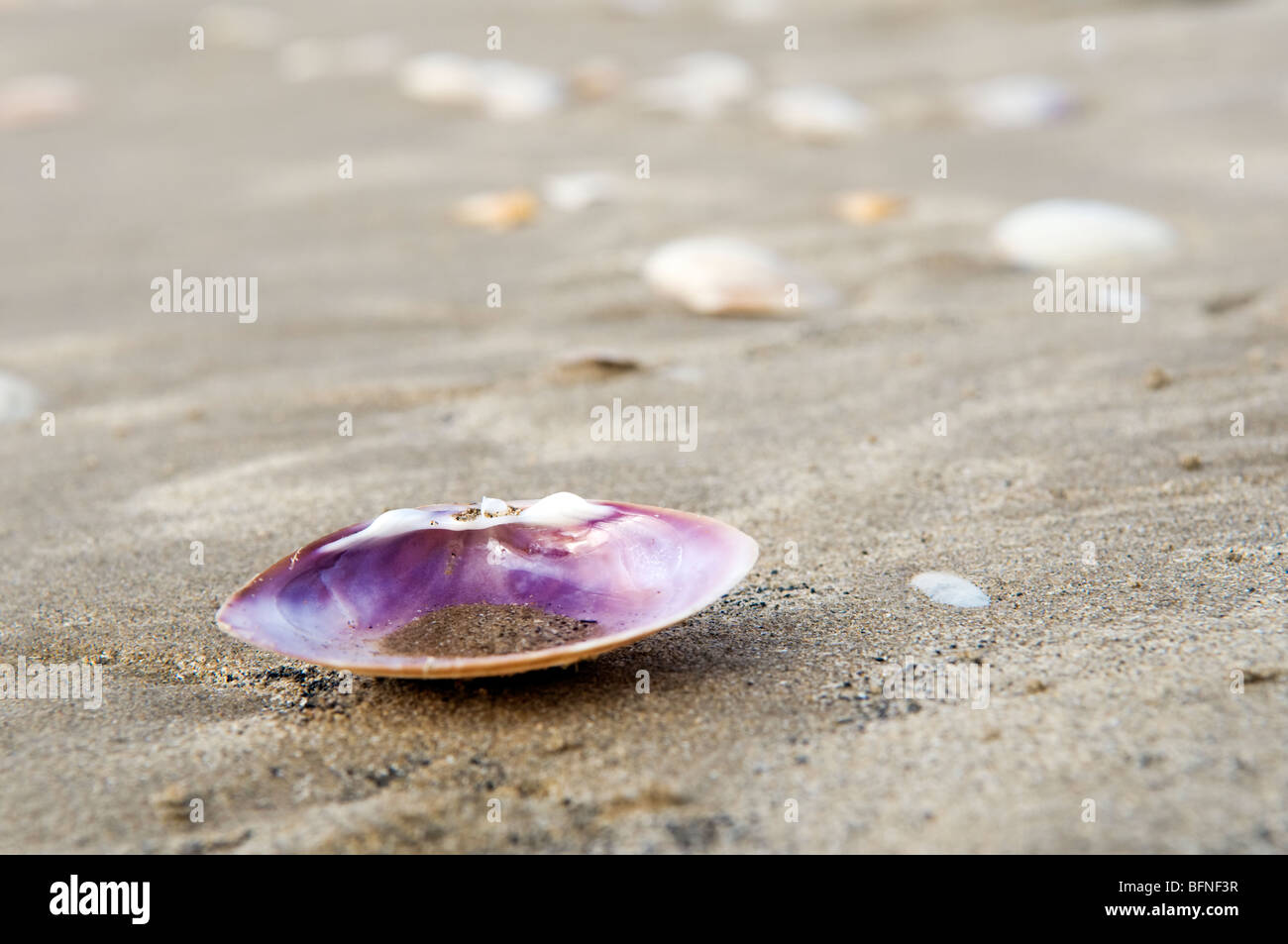 Pretty pink shell on Pembrey sands mid Wales Stock Photo - Alamy
