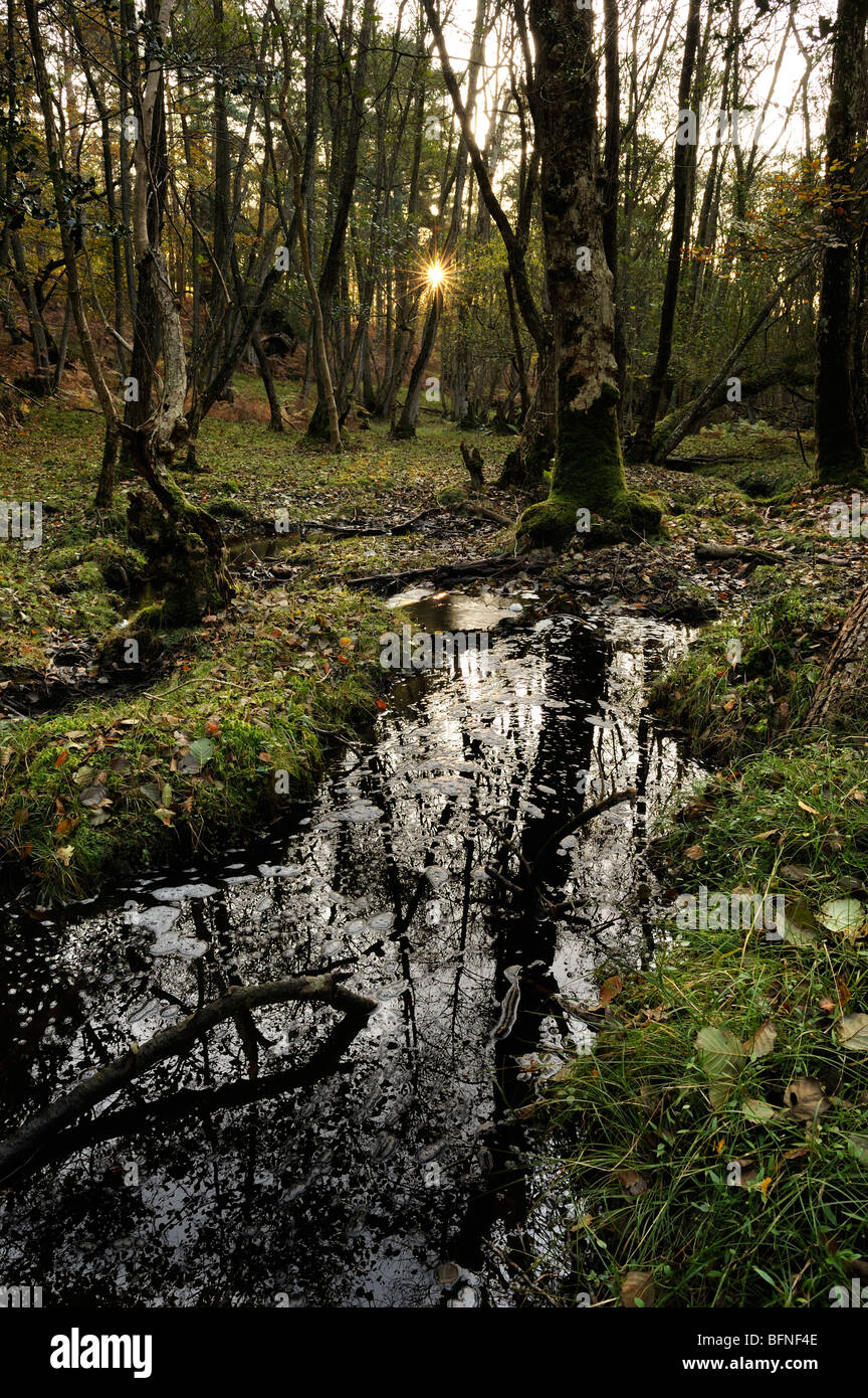 Stream trees hi-res stock photography and images - Alamy
