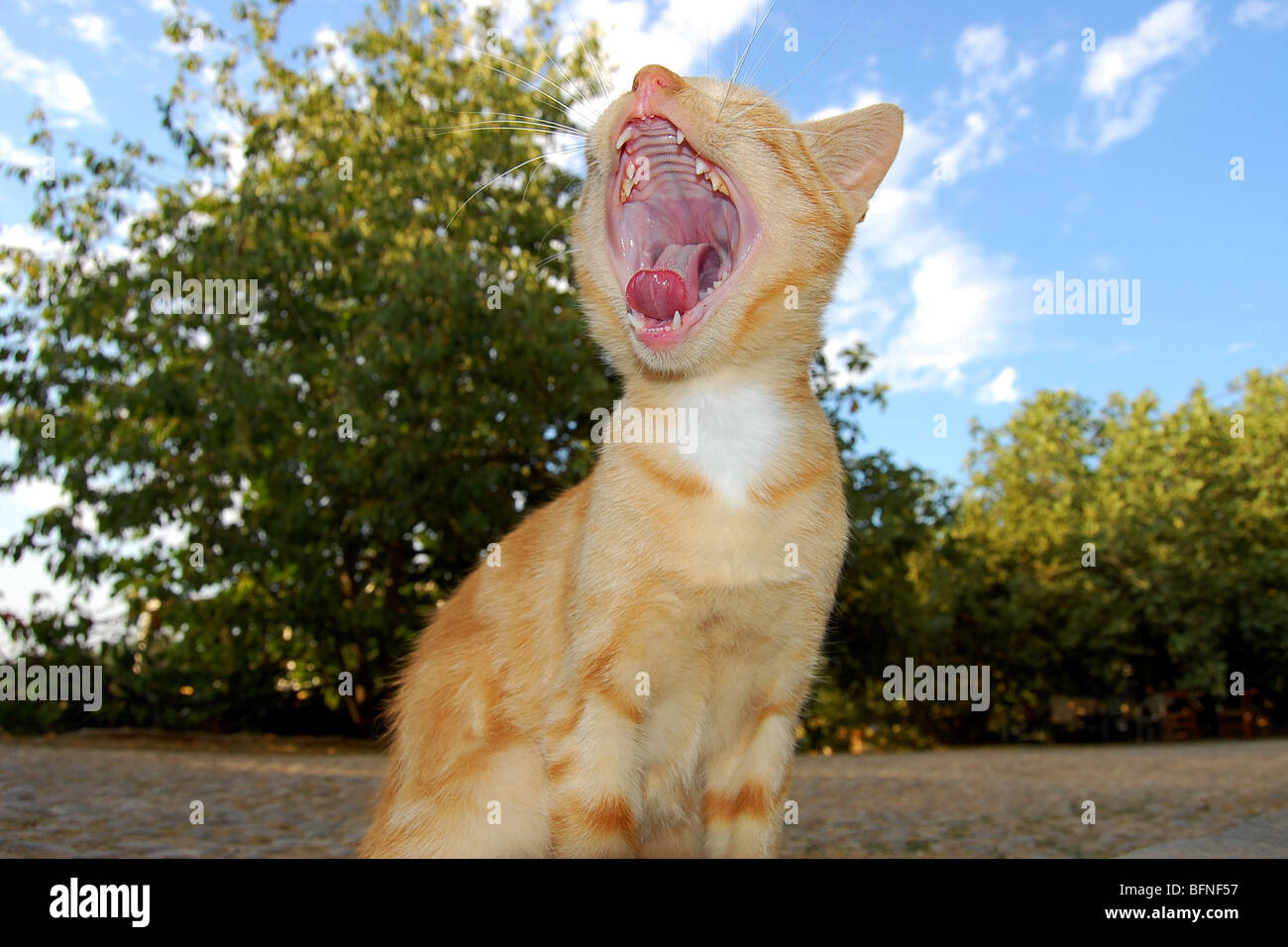 A singing cat Stock Photo - Alamy