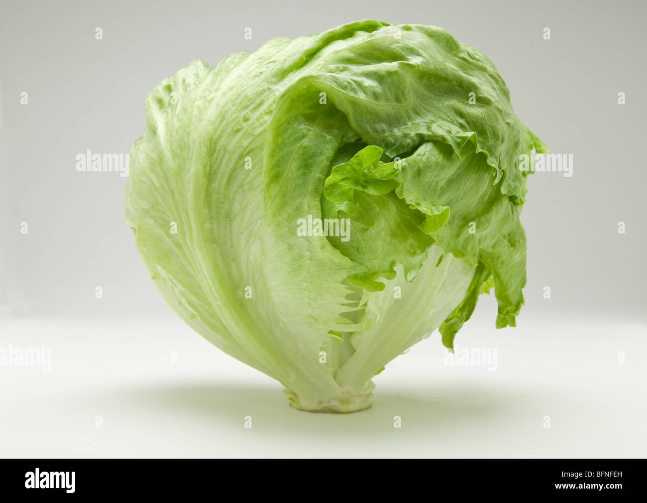 A head of fresh, iceberg lettuce isolated on a plain background Stock ...