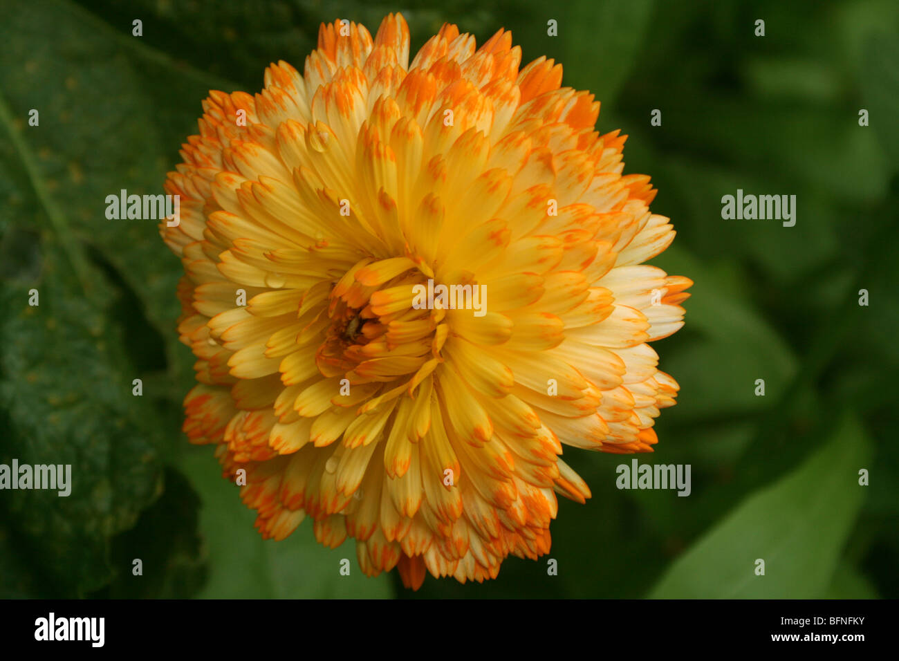Marigold flower details hi-res stock photography and images - Alamy