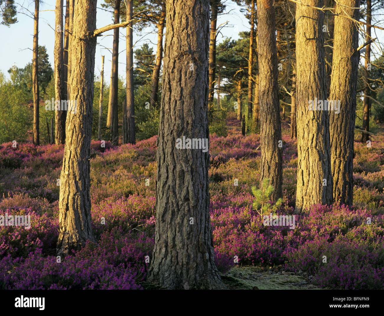 Thursley national nature reserve heath hi-res stock photography and ...