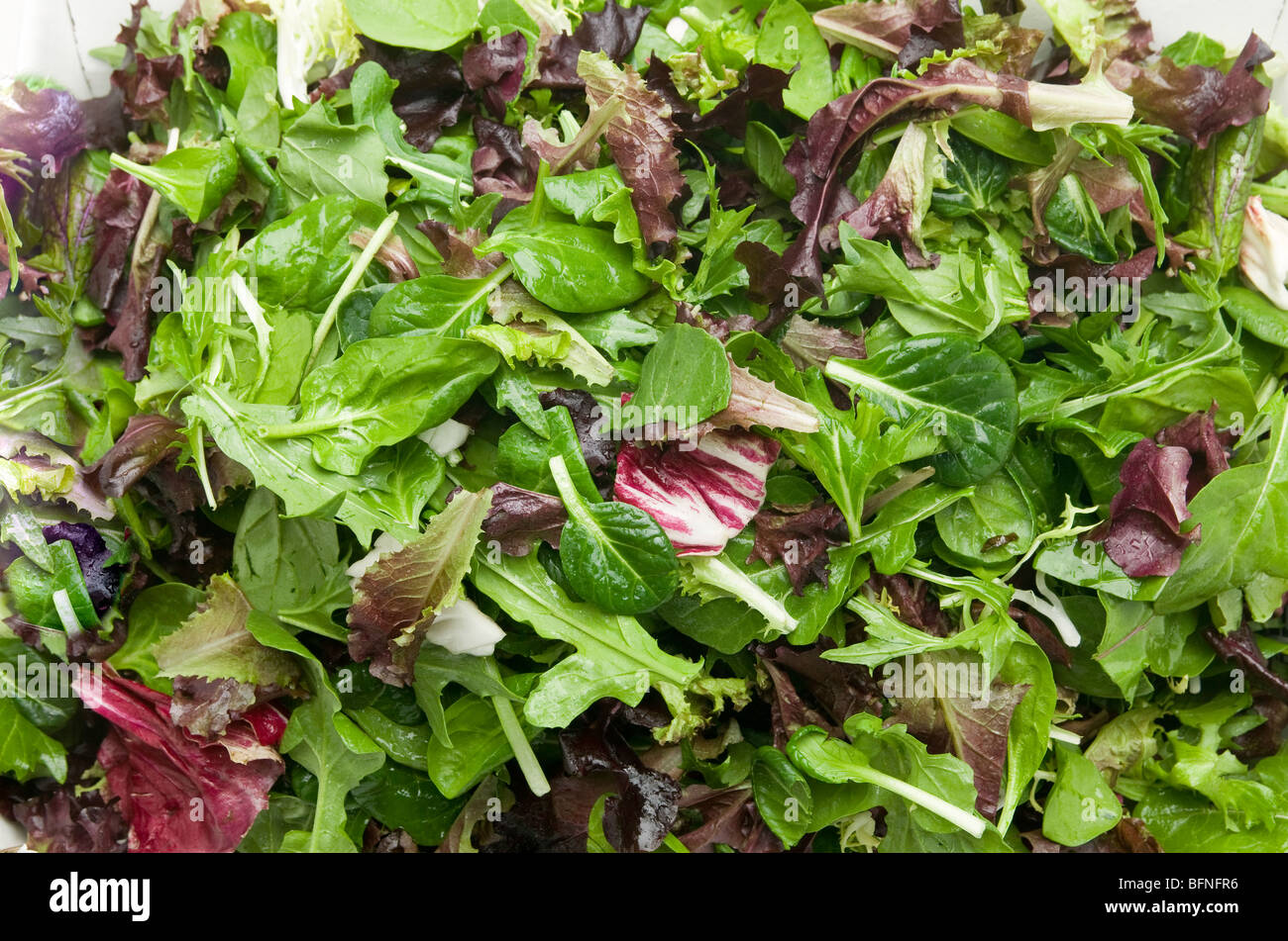 A varietal mix of fresh, leafy lettuce Stock Photo - Alamy