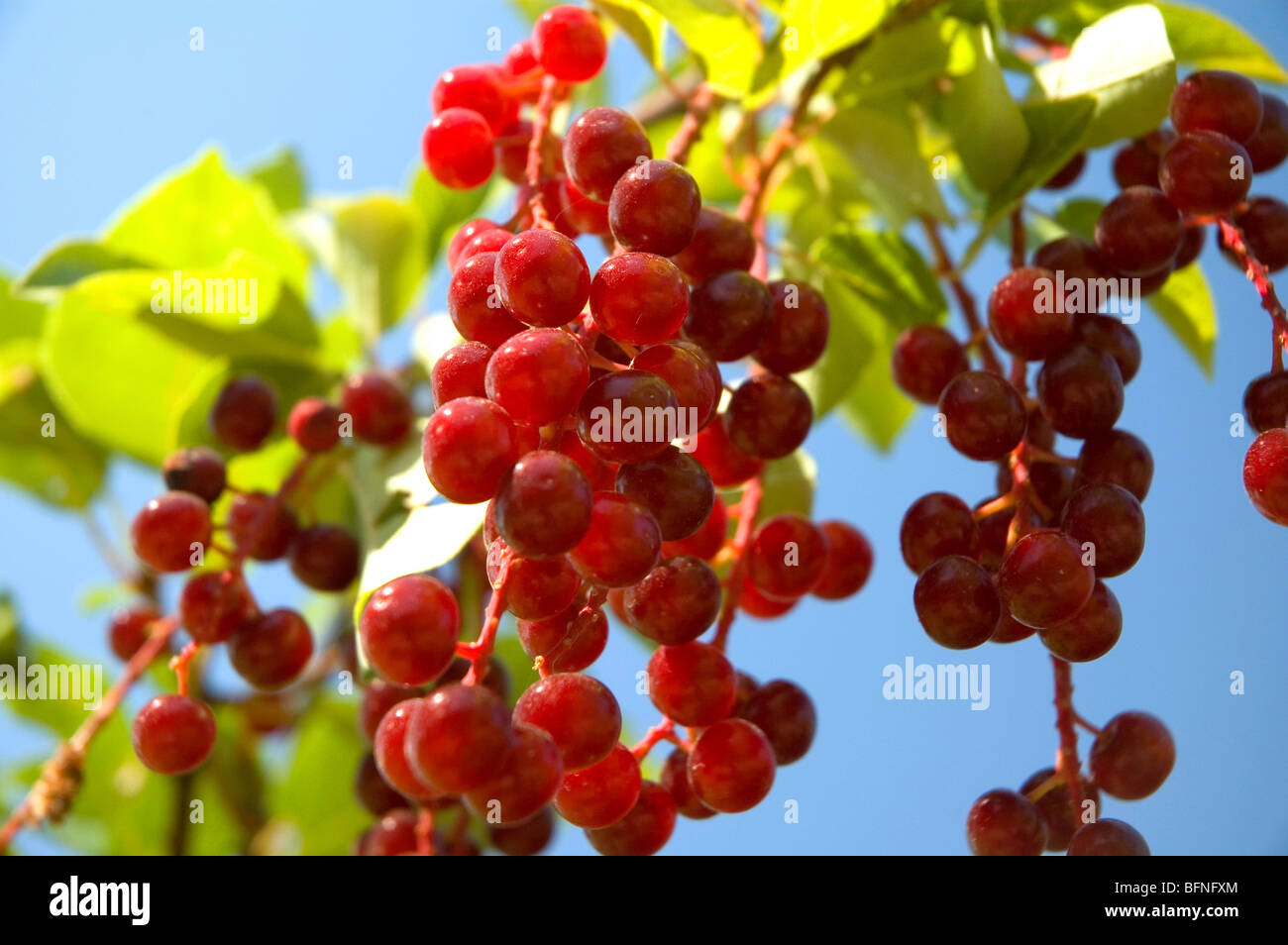 cluster of choke cherries that look like grapes Stock Photo - Alamy