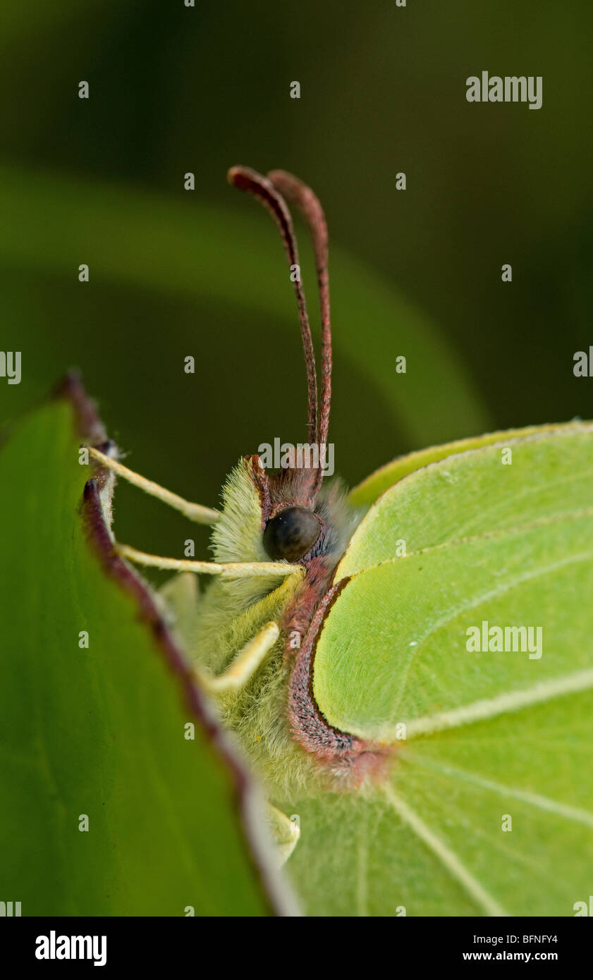 Brimstone butterfly close up Stock Photo - Alamy