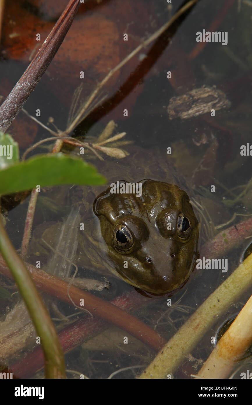 Chiricahua Leopard Frog (Rana chiricahuensis) - Arizona - USA - Also known as Ramsey Canyon ...