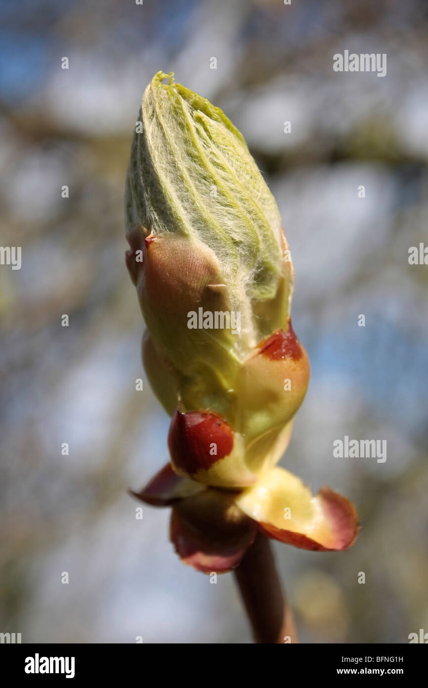 Young chestnut tree buds in early spring Stock Photo - Alamy