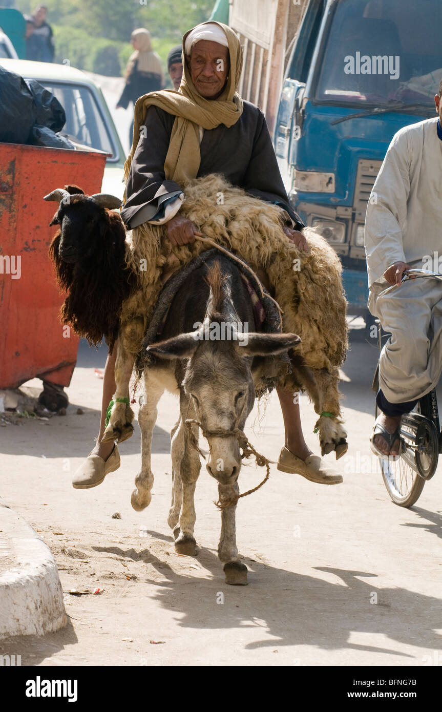 An old shepherd arrives in Luxor city on a donkey carrying a goat Stock ...