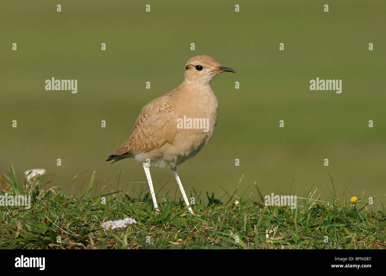 Cream coloured courser uk hi-res stock photography and images - Alamy