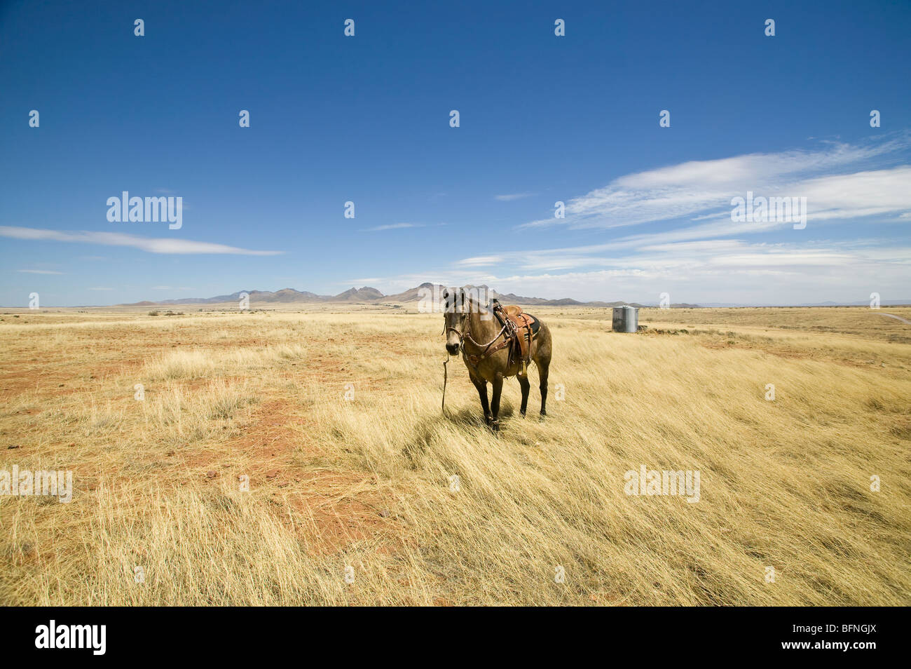 A riderless horse stands alone in an open range Stock Photo - Alamy