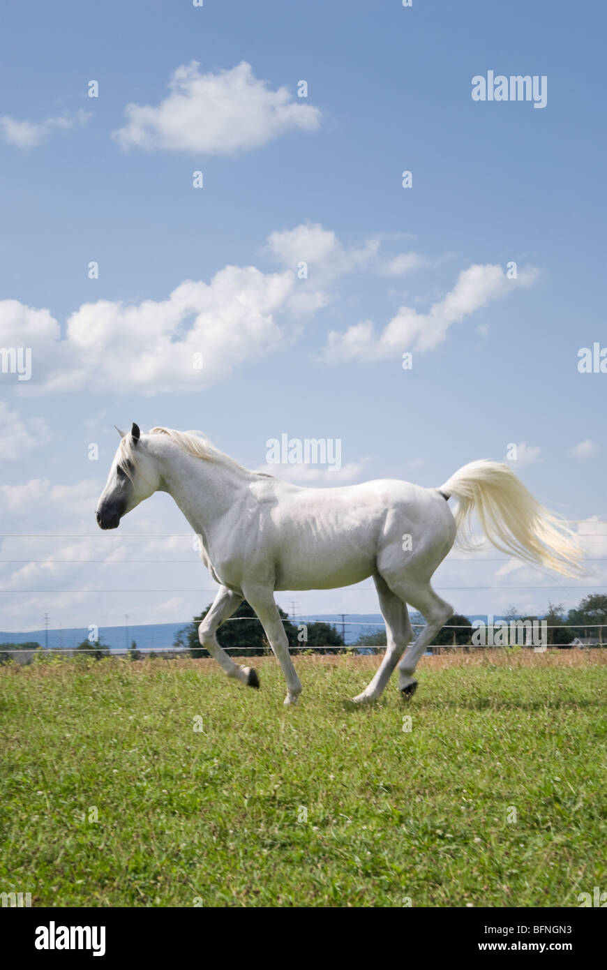 White Arabian Stallion Horse Vespascian