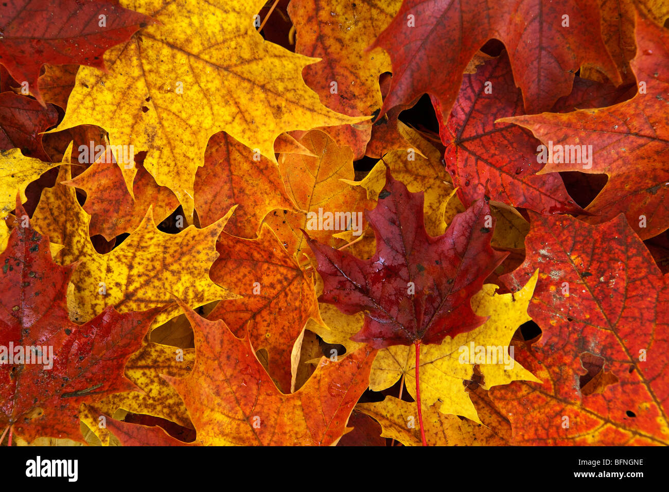 Quebec maple trees hi-res stock photography and images - Alamy