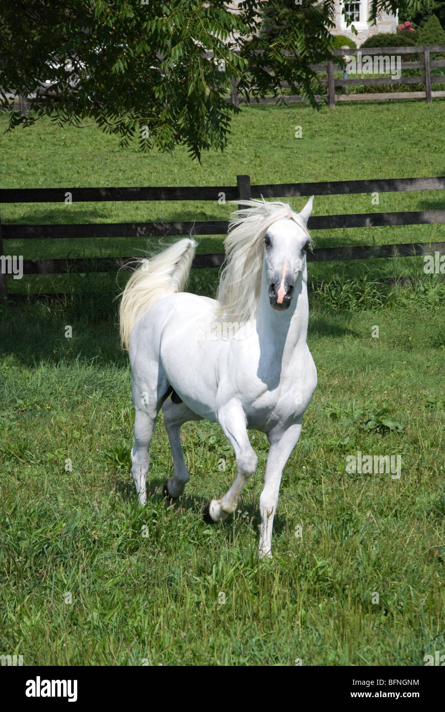 Running white Arabian stallion with flagging tail and fluffed mane ...