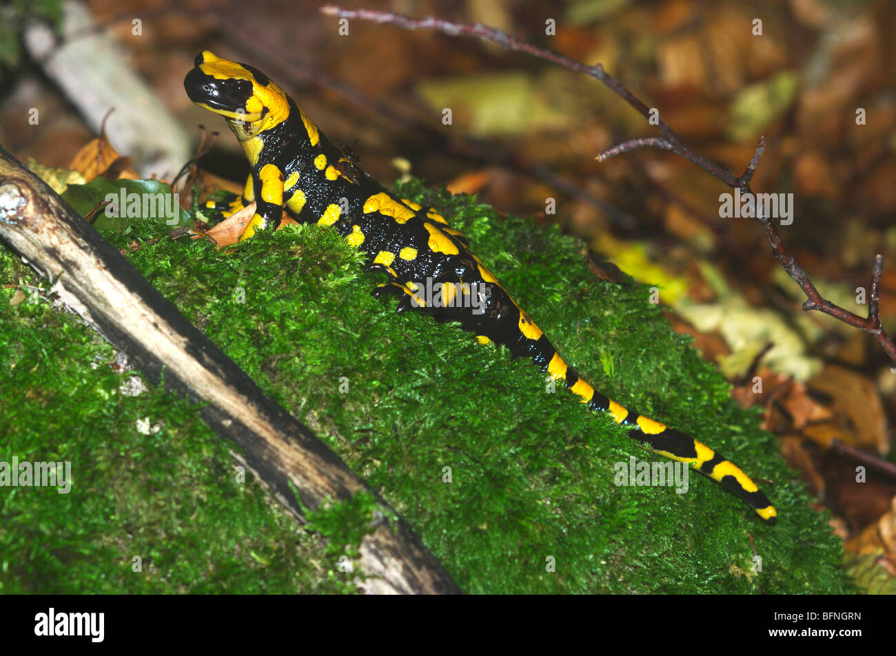 Fire salamander hi-res stock photography and images - Alamy