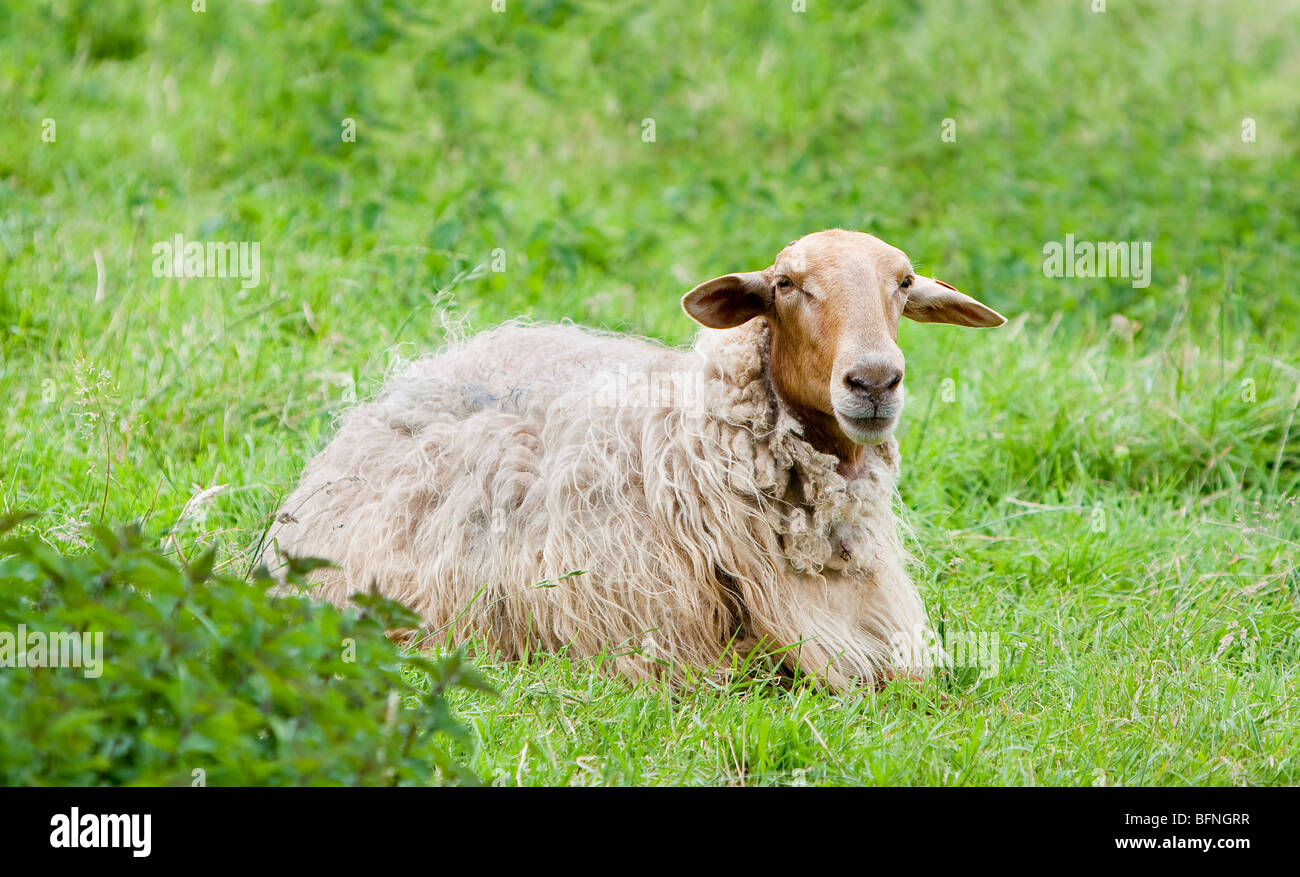 image of a sheep in a natural landscape taken in Spain Stock Photo - Alamy
