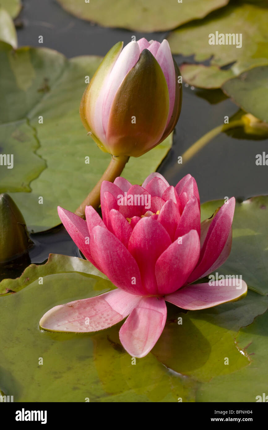 Fresh waterlily hi-res stock photography and images - Alamy