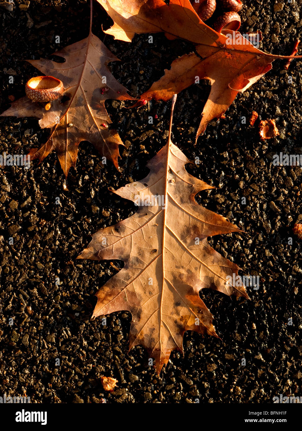 Fallen oak leafs on pavement Stock Photo - Alamy