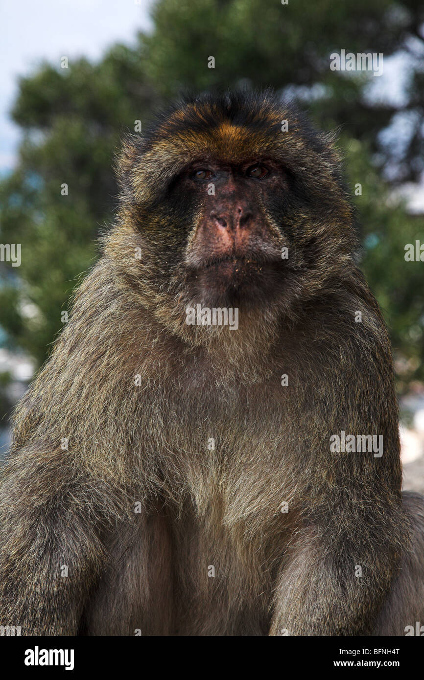 Tailless monkey hi-res stock photography and images - Alamy