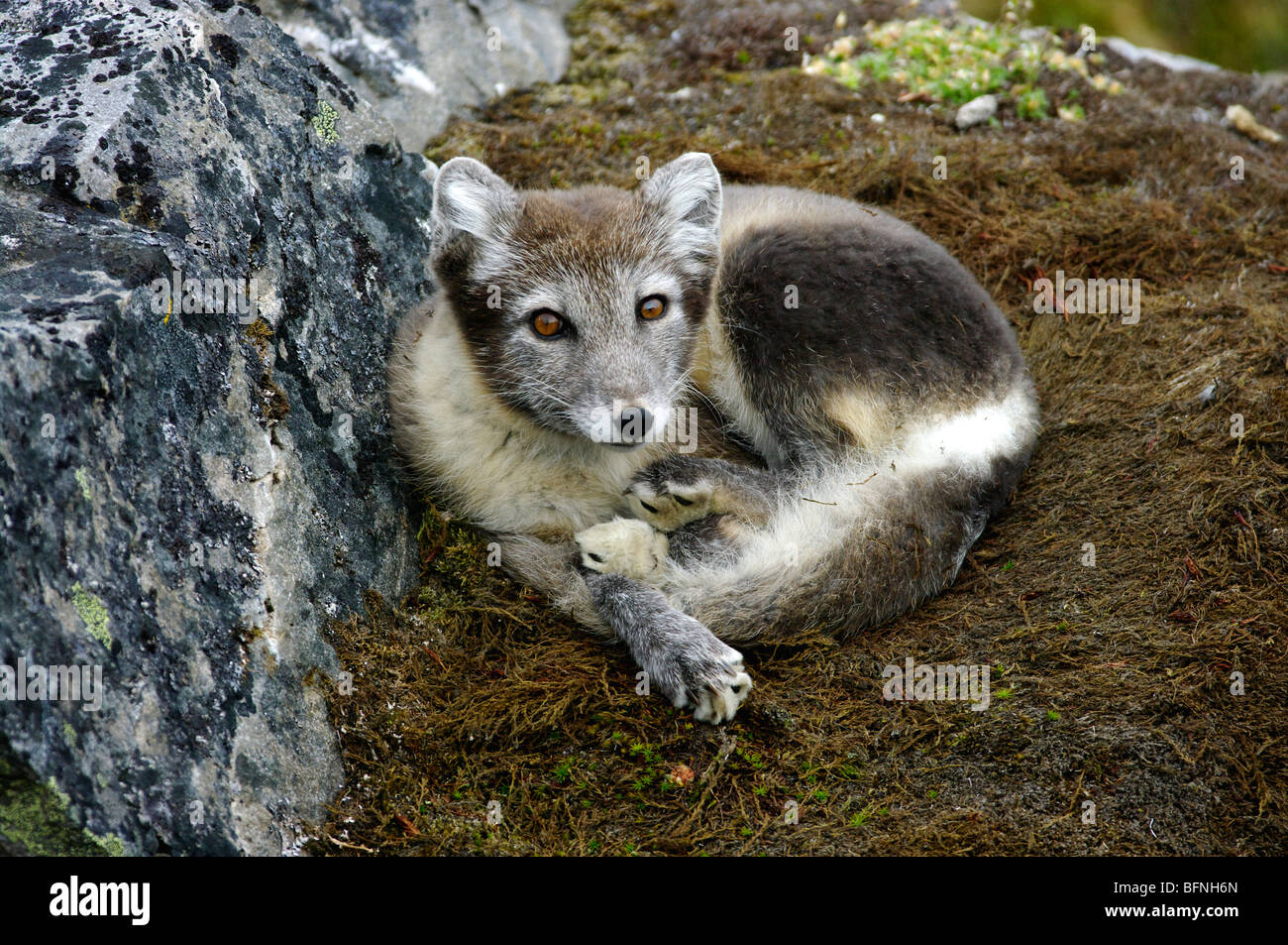 Arctic Fox (Alopex lagopus or Vulpes lagopus) resting Stock Photo - Alamy
