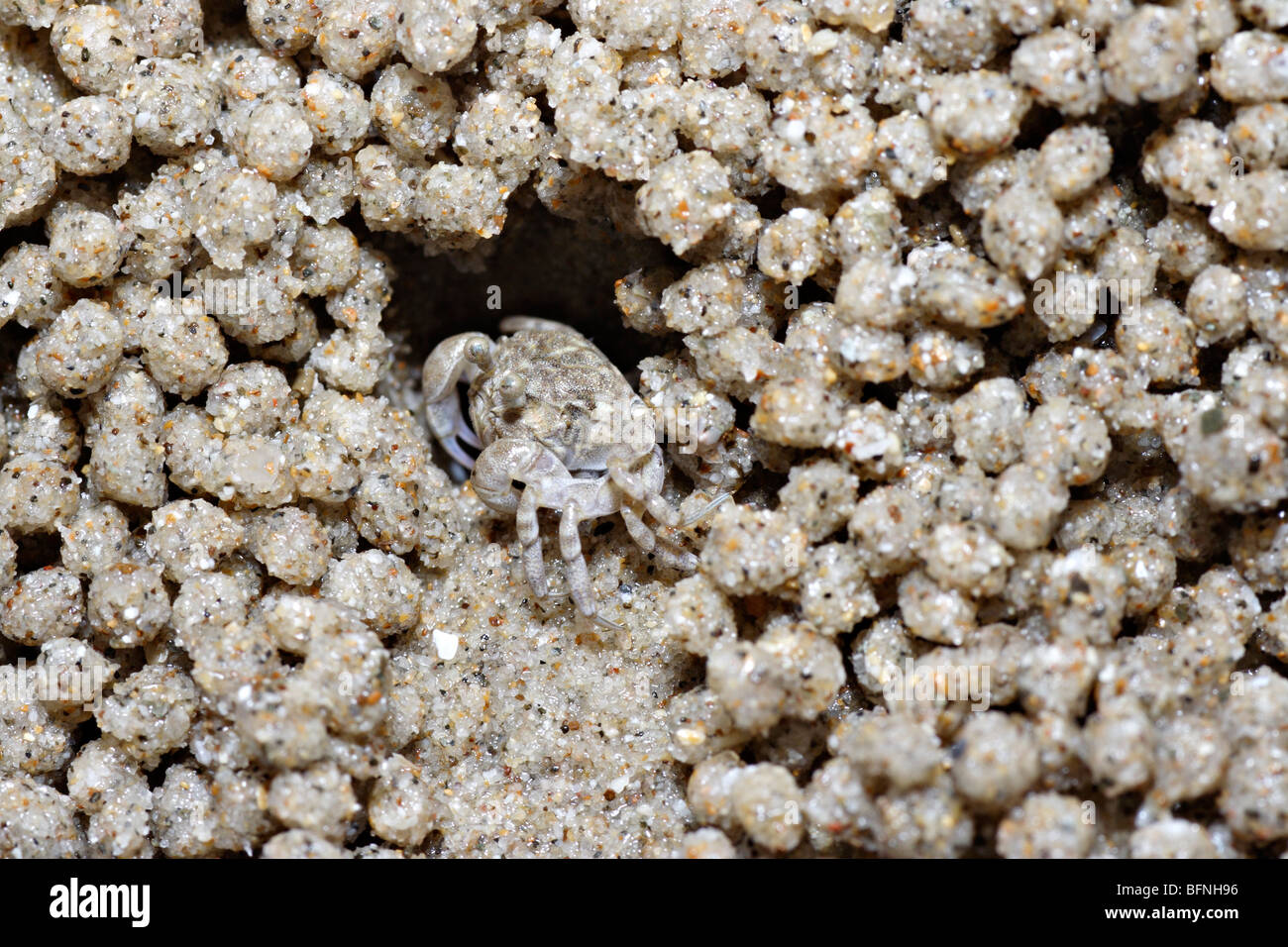 Sand bubbler crab surrounded by sand balls Stock Photo - Alamy