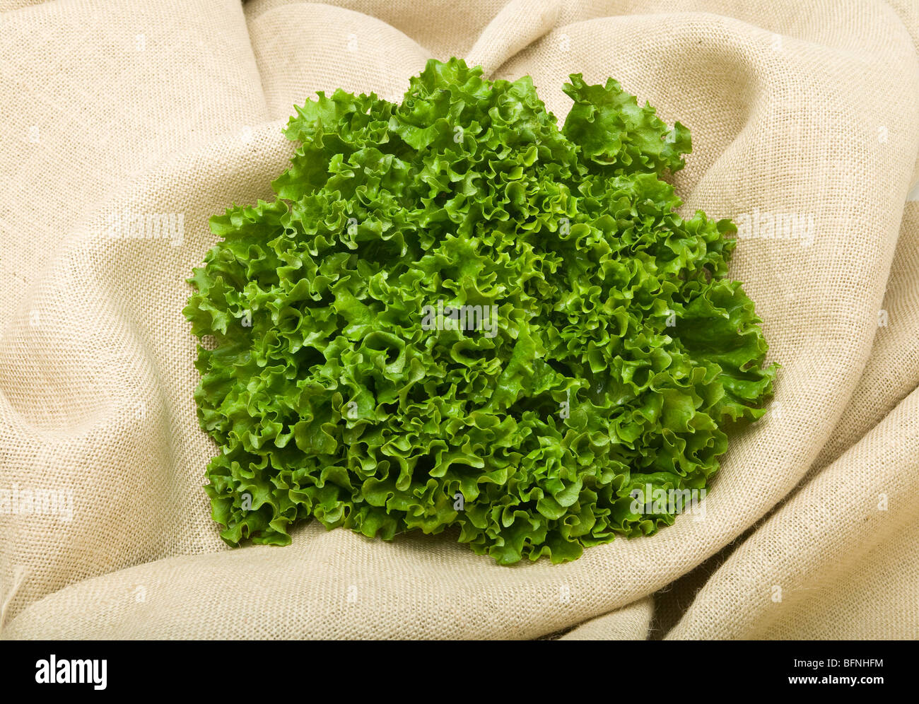 A head of lettuce (Lollo Verde variety) nicely displayed Stock Photo ...